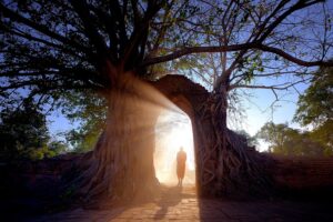 Buddhist,Monk,Walking,Under,The,Bodhi,Tree,Among,Lay,Light - Watkins ...